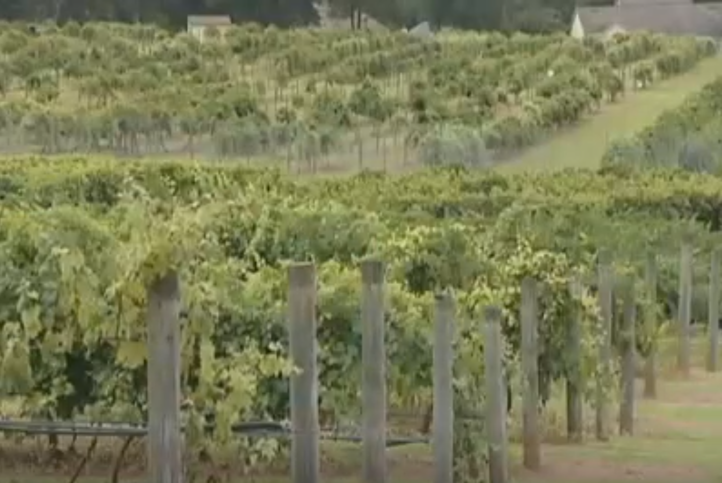 Florida Portrait - FAMU Grows Grapes - The Florida Channel