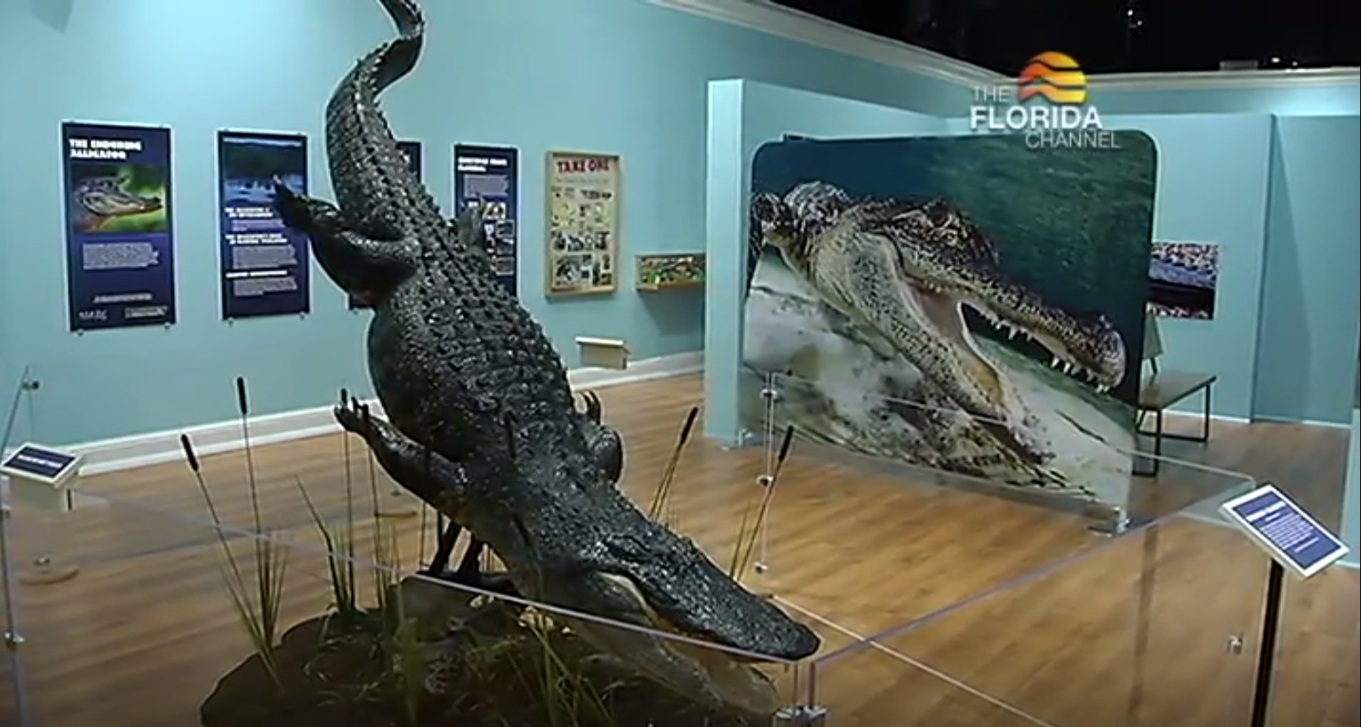 Capitol Update Extended - Dragons in Paradise - The Florida Channel